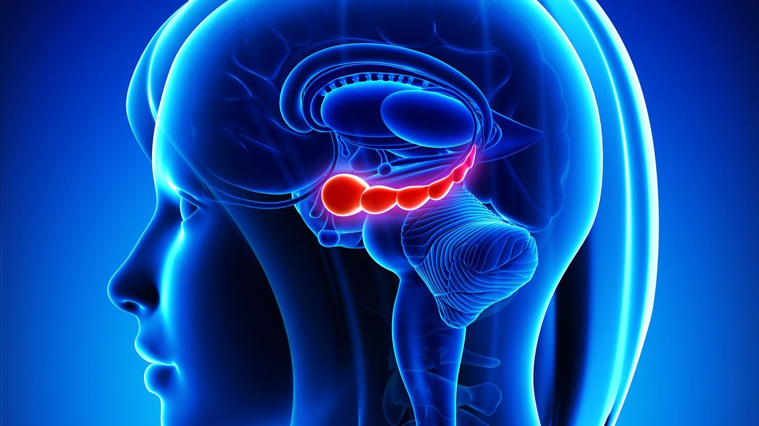 Hippocampus - vratar spomina - Revati